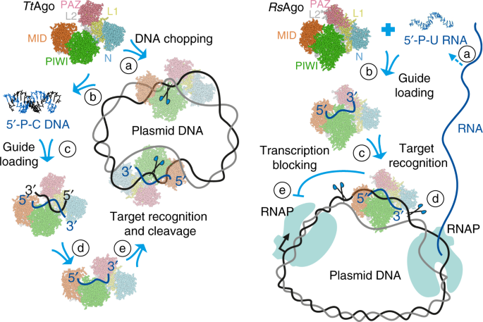 DNA interference and beyond: structure and functions of prokaryotic ...