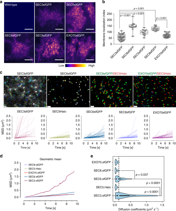 Exocyst dynamics during vesicle tethering and fusion | Nature ...