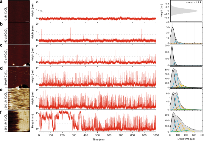High-speed AFM height spectroscopy reveals µs-dynamics of unlabeled ...