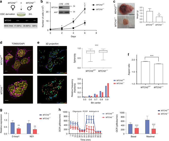 MTCH2-mediated mitochondrial fusion drives exit from naïve pluripotency ...