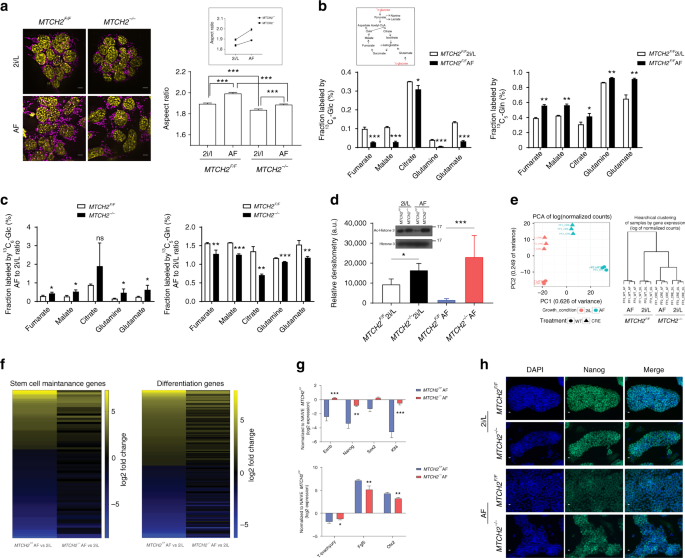 MTCH2-mediated mitochondrial fusion drives exit from naïve pluripotency ...