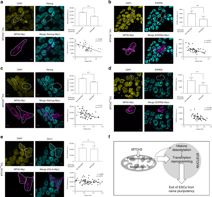 MTCH2-mediated mitochondrial fusion drives exit from naïve pluripotency ...