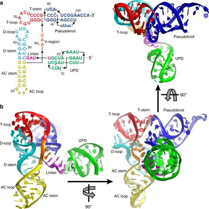 Ribosome-induced RNA conformational changes in a viral 3′-UTR sense and ...