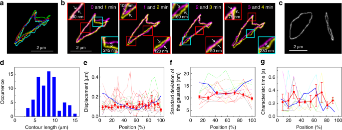 Entangled polymer dynamics beyond reptation | Nature Communications