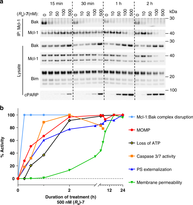 Discovery of Mcl-1-specific inhibitor AZD5991 and preclinical activity ...
