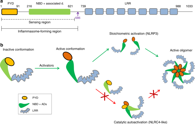 NLRP3 lacking the leucine-rich repeat domain can be fully activated via ...