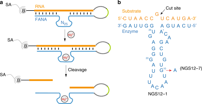 Evolution of a General RNA-Cleaving FANA Enzyme | Nature Communications