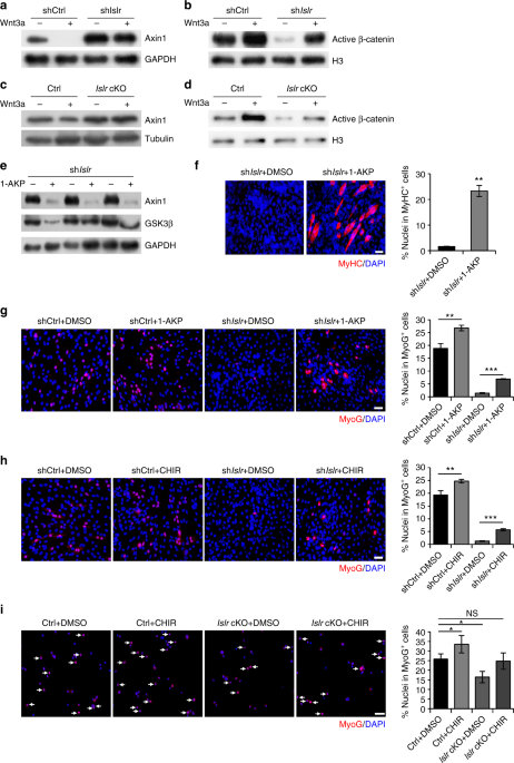 Islr regulates canonical Wnt signaling-mediated skeletal muscle ...