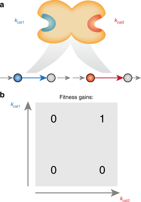 Modeling genome-wide enzyme evolution predicts strong epistasis ...