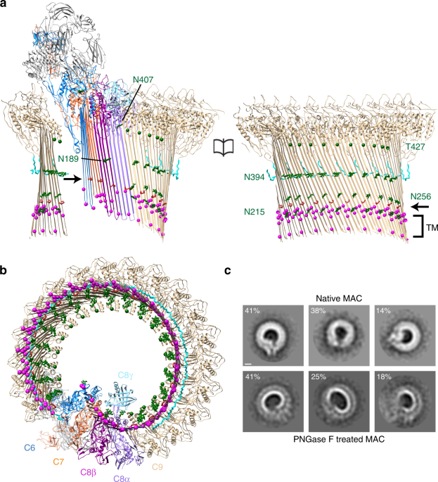 CryoEM reveals how the complement membrane attack complex ruptures ...
