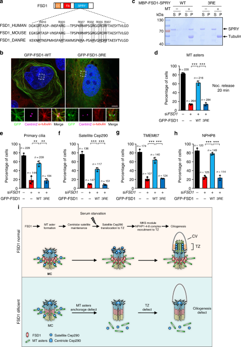 Microtubule asters anchored by FSD1 control axoneme assembly and ...