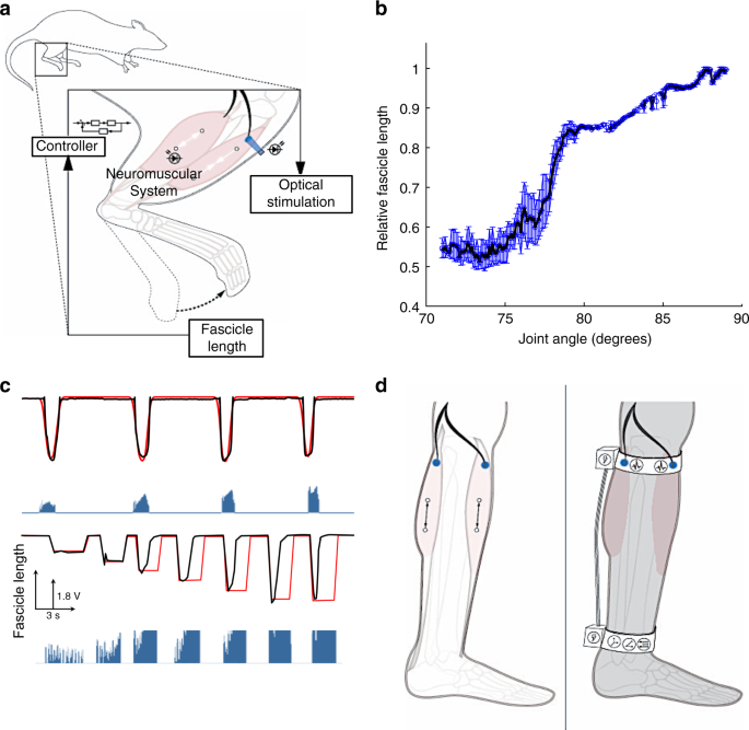Closed-loop functional optogenetic stimulation | Nature Communications