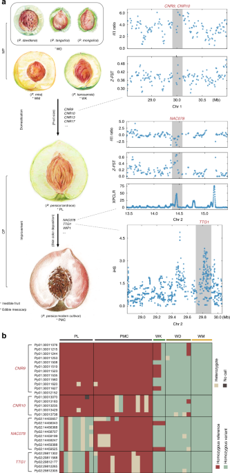 Genome re-sequencing reveals the evolutionary history of peach fruit ...