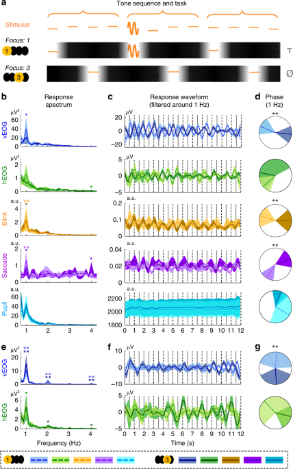 Eye activity tracks task-relevant structures during speech and auditory ...