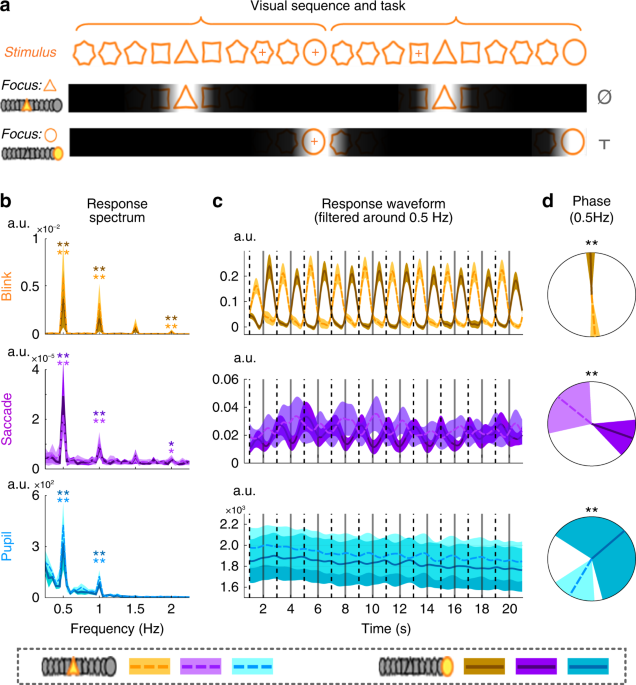Eye activity tracks task-relevant structures during speech and auditory ...