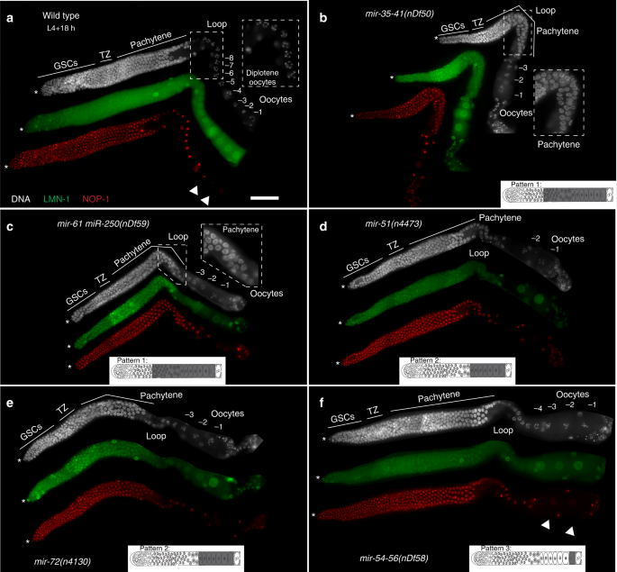 Functional genomic analysis identifies miRNA repertoire regulating C ...