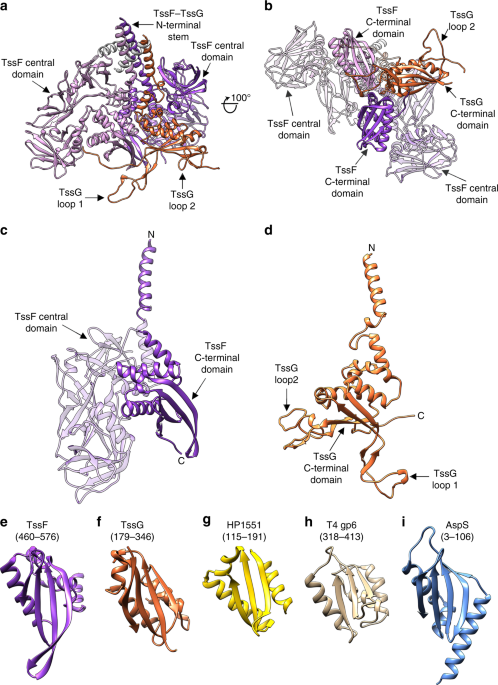 Structure of the type VI secretion system TssK–TssF–TssG baseplate ...