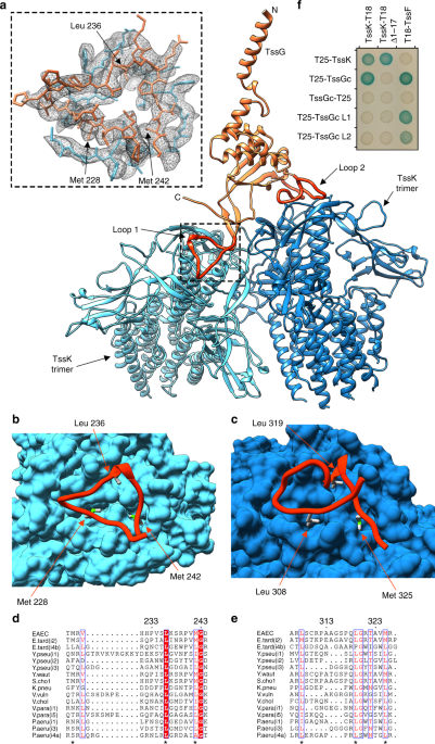 Structure of the type VI secretion system TssK–TssF–TssG baseplate ...