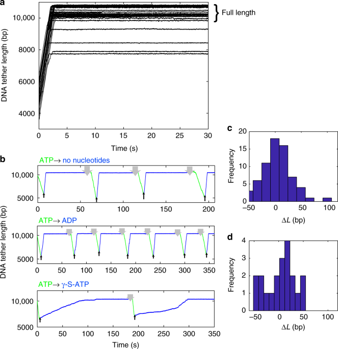 Nucleotide-dependent DNA gripping and an end-clamp mechanism regulate ...