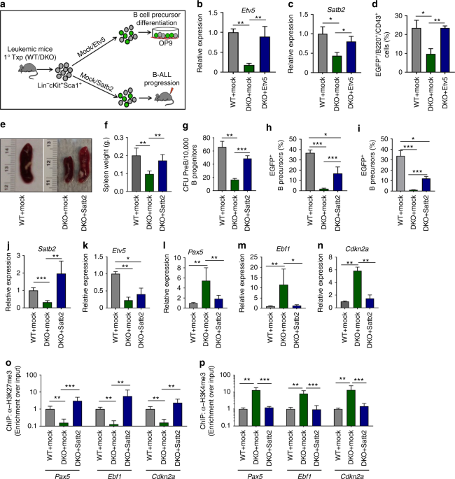 The signaling axis atypical protein kinase C λ/ι-Satb2 mediates ...