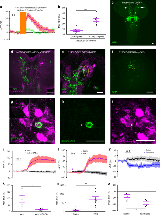 A disinhibitory mechanism biases Drosophila innate light preference ...