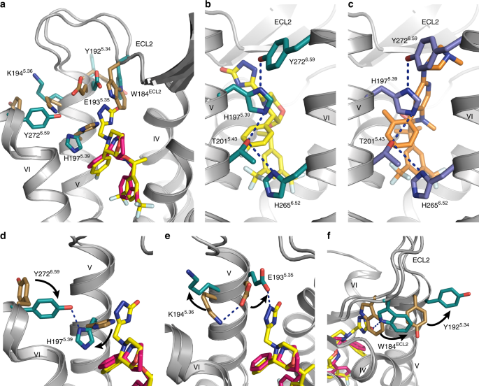 Crystal structures of the human neurokinin 1 receptor in complex with ...