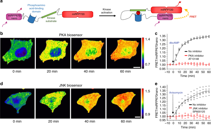 Smallest near-infrared fluorescent protein evolved from ...