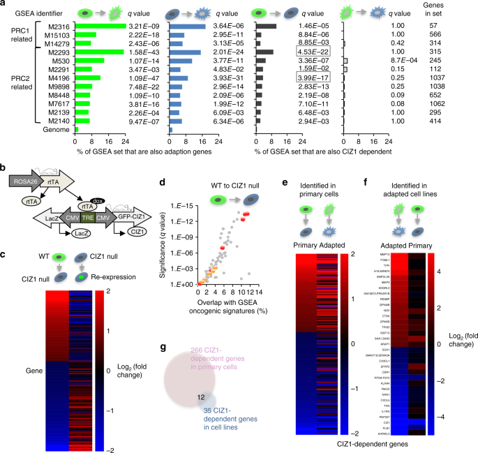 Maintenance of epigenetic landscape requires CIZ1 and is corrupted in ...
