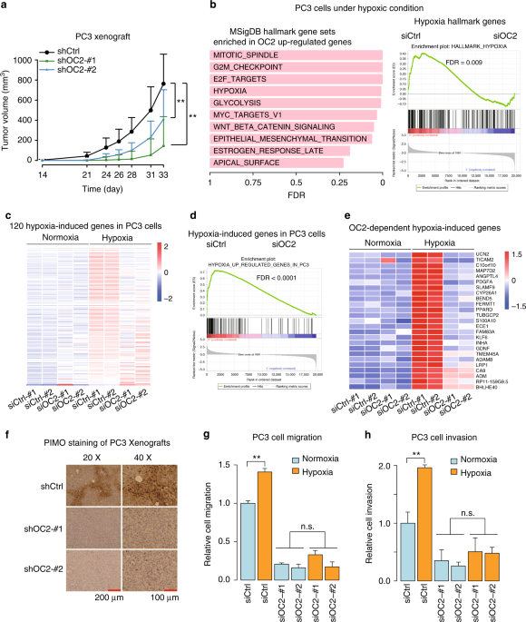 ONECUT2 is a driver of neuroendocrine prostate cancer | Nature ...