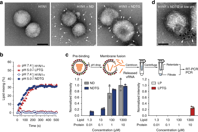 Virucidal nano-perforator of viral membrane trapping viral RNAs in the ...