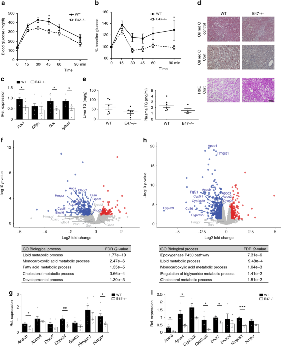 E47 modulates hepatic glucocorticoid action | Nature Communications