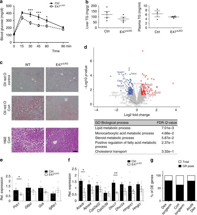 E47 modulates hepatic glucocorticoid action | Nature Communications