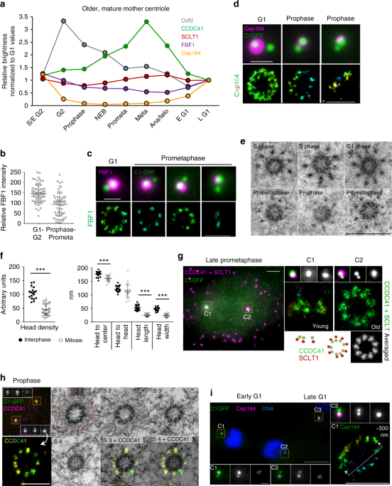High-resolution characterization of centriole distal appendage ...