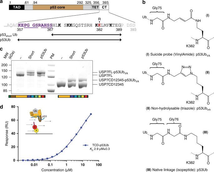 Kinetic analysis of multistep USP7 mechanism shows critical role for ...
