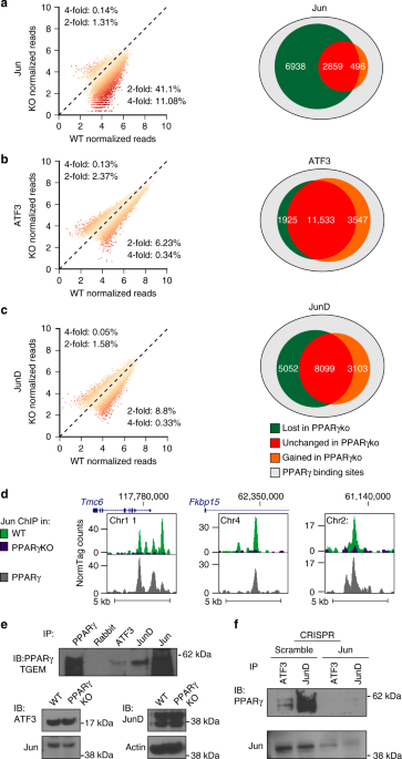 Diverse motif ensembles specify non-redundant DNA binding activities of ...