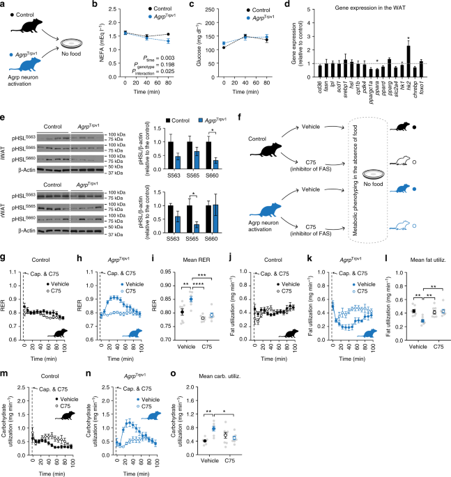 Regulation of substrate utilization and adiposity by Agrp neurons ...