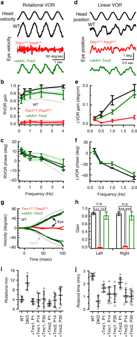 Improved TMC1 gene therapy restores hearing and balance in mice with ...