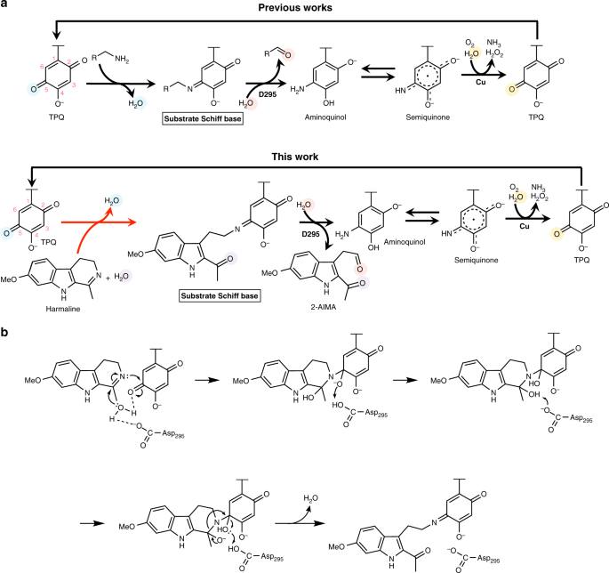 Copper amine oxidases catalyze the oxidative deamination and hydrolysis ...