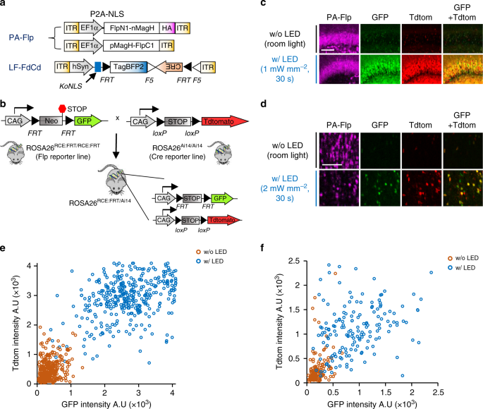 Noninvasive optical activation of Flp recombinase for genetic ...