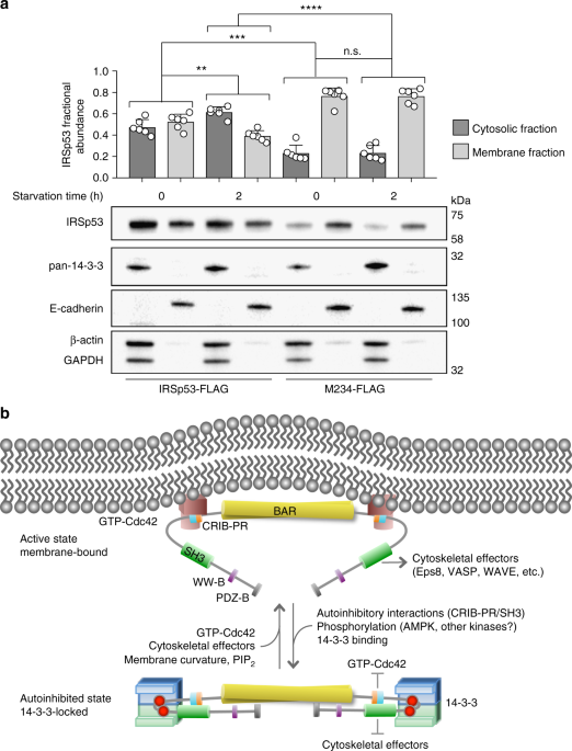 Mechanism of IRSp53 inhibition by 14-3-3 | Nature Communications