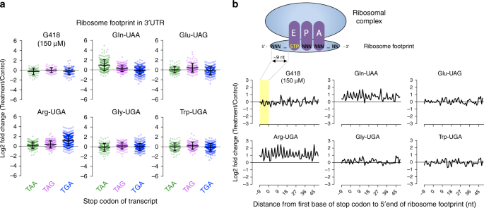 Engineered transfer RNAs for suppression of premature termination ...