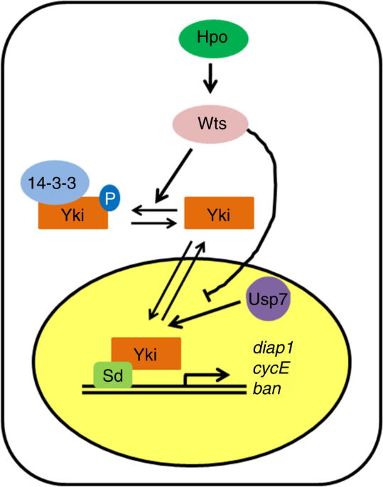 Usp7 regulates Hippo pathway through deubiquitinating the ...