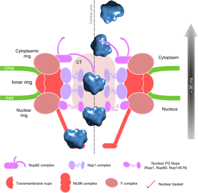 The path of pre-ribosomes through the nuclear pore complex revealed by ...