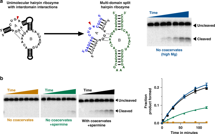 Template-directed RNA polymerization and enhanced ribozyme catalysis ...