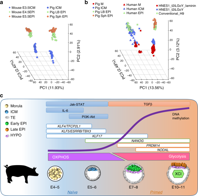 Pluripotency and X chromosome dynamics revealed in pig pre-gastrulating ...