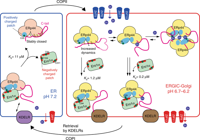 Zinc regulates ERp44-dependent protein quality control in the early ...