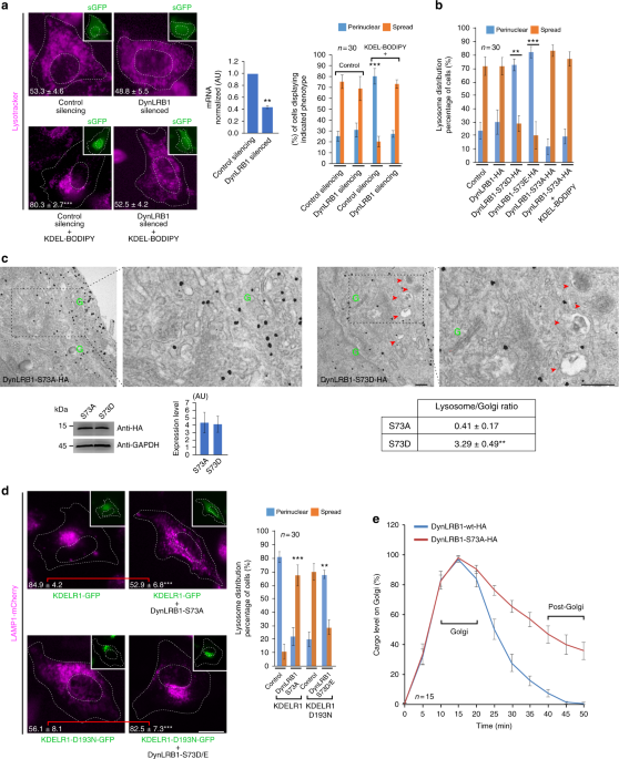 KDEL receptor regulates secretion by lysosome relocation- and autophagy ...