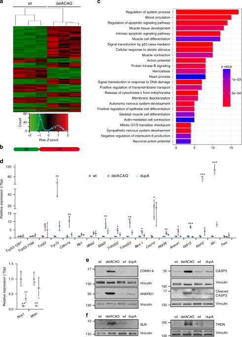 Recessive mutations in muscle-specific isoforms of FXR1 cause ...