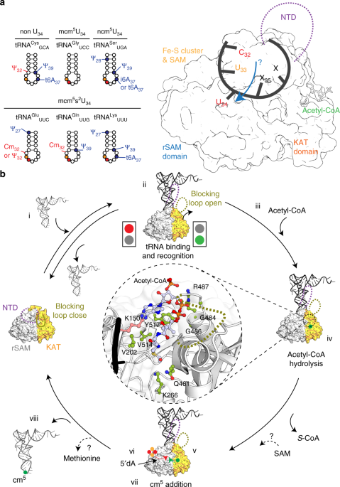 The Elongator subunit Elp3 is a non-canonical tRNA acetyltransferase ...