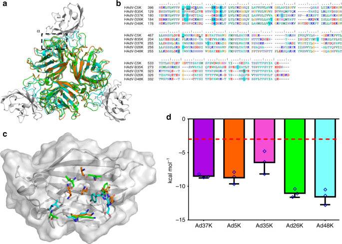 Diversity within the adenovirus fiber knob hypervariable loops ...
